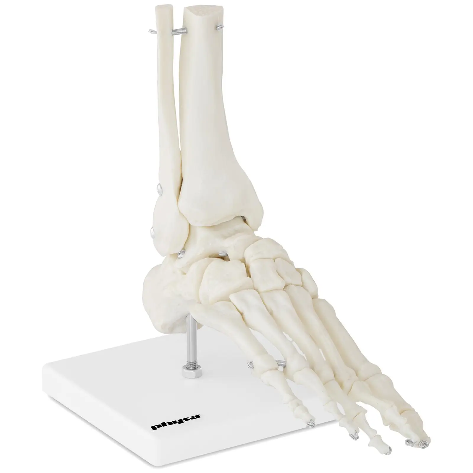 Foot Skeleton Model | dev8.expondo.co.uk